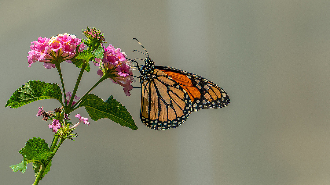 Between Races... A Butterfly