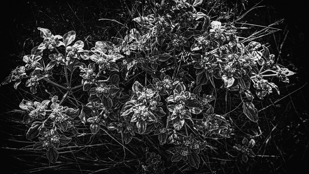 The Beauty Of Subtle Differences